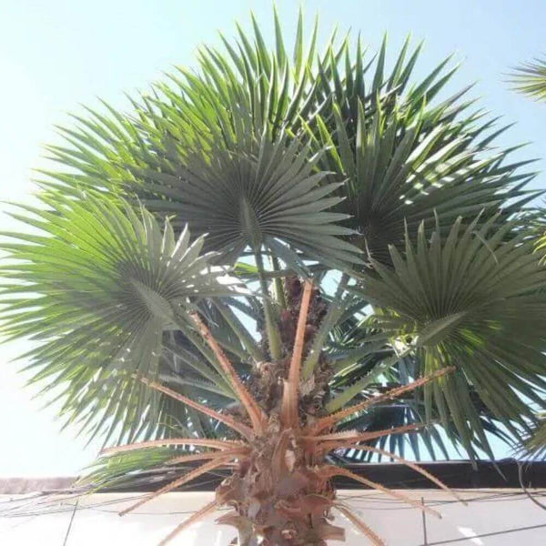 Tall Artificial Fan Palm Tree (3m To 6m) UV Resistant – Vertical ...