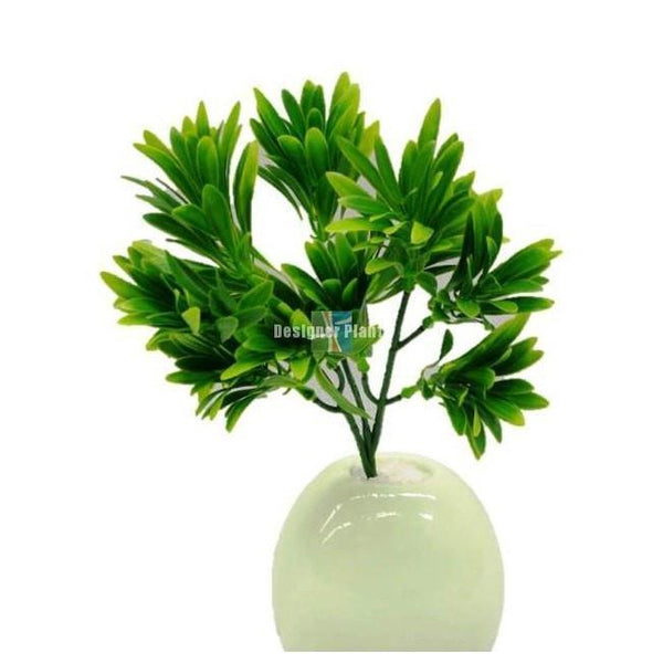 Rohdea Stem – Vertical Gardens Direct