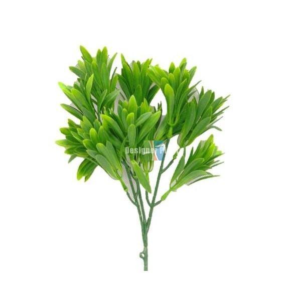 Rohdea Stem – Vertical Gardens Direct